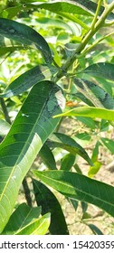 93 Sooty mold mango Images, Stock Photos & Vectors | Shutterstock