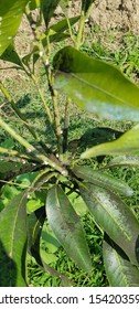 Mango Scale Insect Development Sooty Mold Stock Photo 1542035957 ...