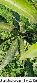 Mango Scale Insect Development Sooty Mold Stock Photo (Edit Now) 1542035960