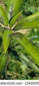 93 Sooty mold mango Images, Stock Photos & Vectors | Shutterstock
