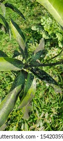Mango Scale Insect Development Sooty Mold Stock Photo (Edit Now) 1542035984