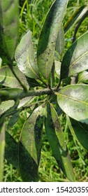 93 Sooty mold mango Images, Stock Photos & Vectors | Shutterstock