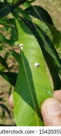 Mango Scale Insect Development Sooty Mold Stock Photo 1542035990 ...