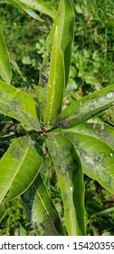 93 Sooty mold mango Images, Stock Photos & Vectors | Shutterstock