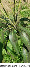 Mango Scale Insect Development Sooty Mold Stock Photo 1542077666 ...