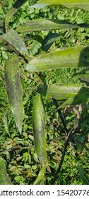Mango Scale Insect Development Sooty Mold Stock Photo 1542077690 ...