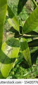 93 Sooty mold mango Images, Stock Photos & Vectors | Shutterstock