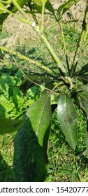 Mango Scale Insect Development Sooty Mold Stock Photo (Edit Now) 1542077717