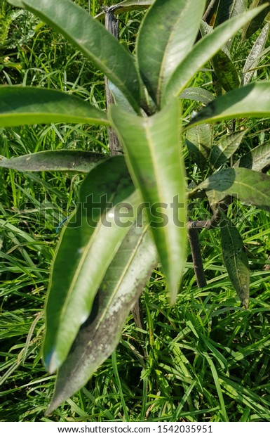 Mango Scale Insect Development Sooty Mold Stock Photo 1542035951 ...