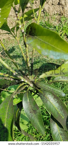 Mango Scale Insect Development Sooty Mold Stock Photo 1542035957 ...