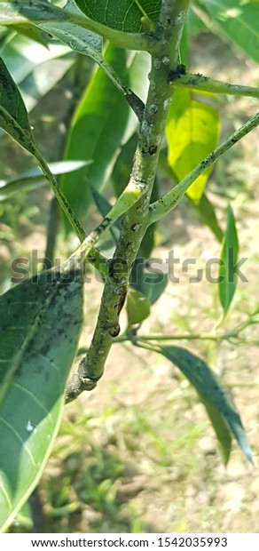 Mango Scale Insect Development Sooty Mold Stock Photo (Edit Now) 1542035993