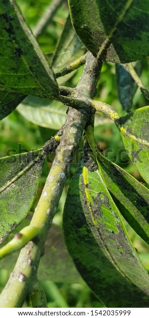 Mango Scale Insect Development Sooty Mold Stock Photo 1542035999 ...