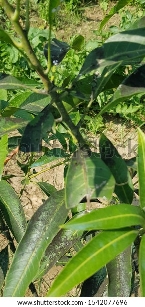 Mango Scale Insect Development Sooty Mold Stock Photo 1542077696 ...
