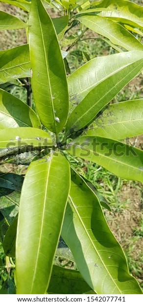 Mango Scale Insect Development Sooty Mold Stock Photo 1542077741 ...