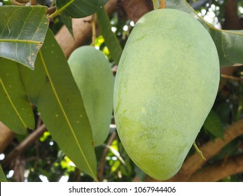 Mango Scale Insect Development Sooty Mold Stock Photo 1540829090 ...