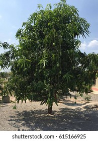 143 Mango tree side view Images, Stock Photos & Vectors | Shutterstock