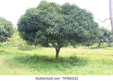 3,354 Indian Mango Tree Images, Stock Photos & Vectors | Shutterstock