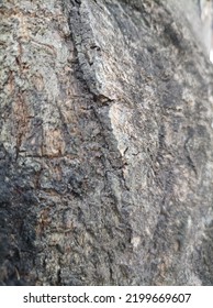 11,431 Mango tree texture 이미지, 스톡 사진 및 벡터 | Shutterstock