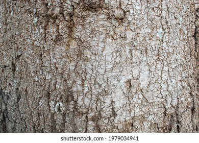 Mango Tree Bark Texture Background Stock Photo 1979034941 | Shutterstock