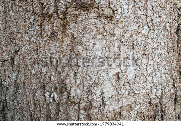 Mango Tree Bark Texture Background Stock Photo 1979034941 | Shutterstock
