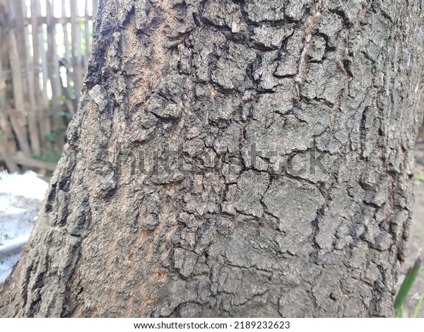 Mango Tree Bark Texture Garden Stock Photo 2189232623 | Shutterstock