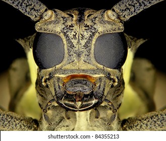 128,100 Macro Insect Head Images, Stock Photos & Vectors | Shutterstock