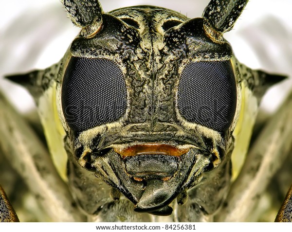 Mango Tree Borer Stock Photo 84256381 | Shutterstock