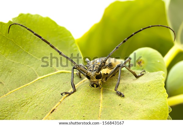 391 Mango Tree Borer Images, Stock Photos & Vectors | Shutterstock