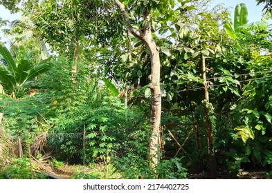 Mango Tree Has Main Root That Stock Photo 2174402725 | Shutterstock