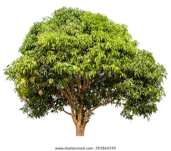 Mango Tree Tree Isolate On White Stock Photo (Edit Now) 393864190