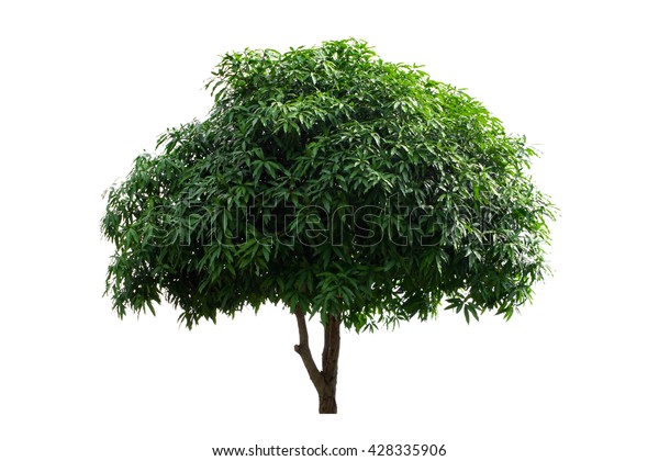 Mango Tree Isolated On White Background Stock Photo 428335906 ...