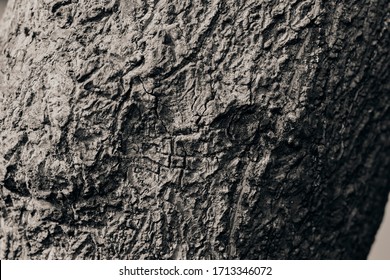Mango Tree Show Texture Surface Stock Photo 1713346072 | Shutterstock