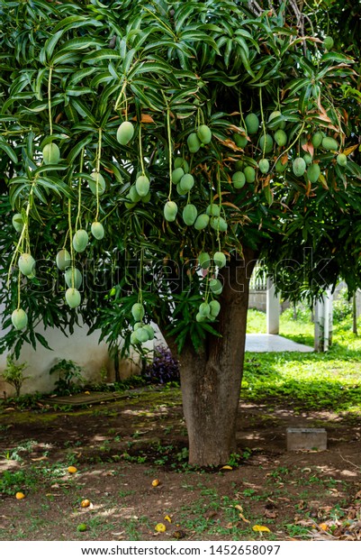 Mango Tree Small Kind Mango Branches Stock Photo 1452658097 | Shutterstock