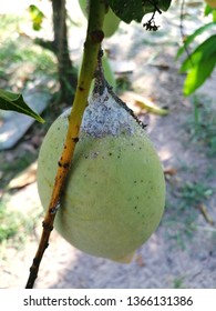 Mango Tree That Bitten By Insects Stock Photo 1366131386 | Shutterstock