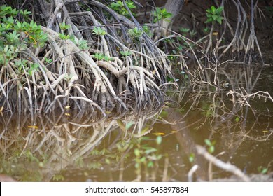 7,155 Red mangrove tree Images, Stock Photos & Vectors | Shutterstock
