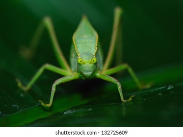 Mantis Stock Photo 132725609 | Shutterstock