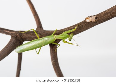 Mantis Stock Photo 342351758 | Shutterstock