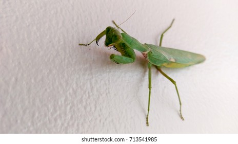 Mantis Stock Photo 713541985 | Shutterstock
