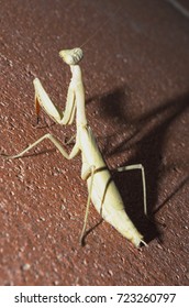 132 Mantis lacewing Images, Stock Photos & Vectors | Shutterstock