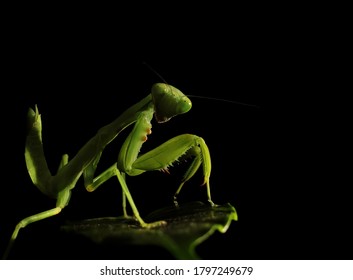Congcorang Images, Stock Photos & Vectors | Shutterstock
