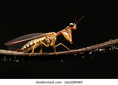 132 Mantis lacewing Images, Stock Photos & Vectors | Shutterstock