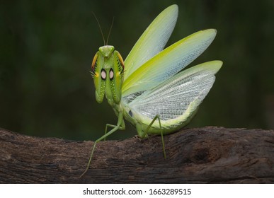 132 Mantis lacewing Images, Stock Photos & Vectors | Shutterstock