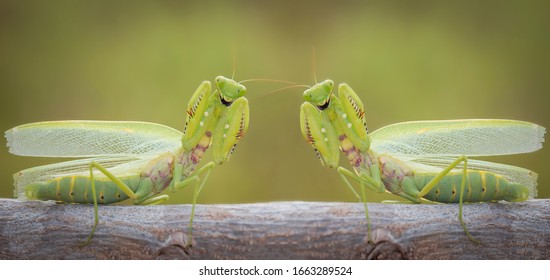132 Mantis lacewing Images, Stock Photos & Vectors | Shutterstock
