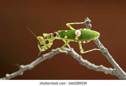 132 Mantis lacewing Images, Stock Photos & Vectors | Shutterstock