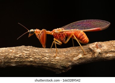 132 Mantis lacewing Images, Stock Photos & Vectors | Shutterstock