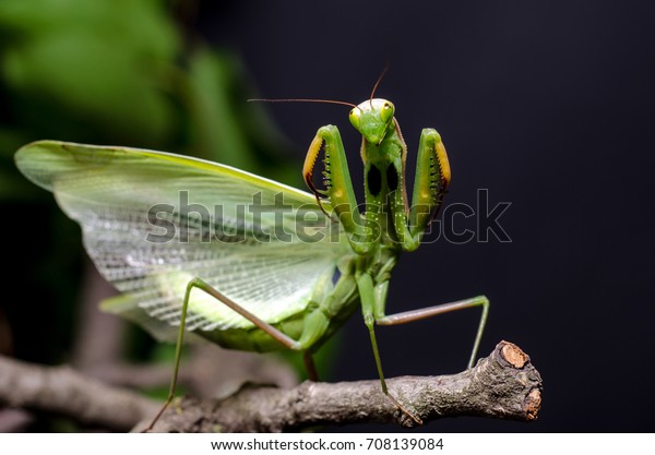 Mantis Defensive Stance Stock Photo (Edit Now) 708139084