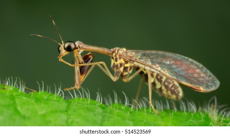 132 Mantis lacewing Images, Stock Photos & Vectors | Shutterstock