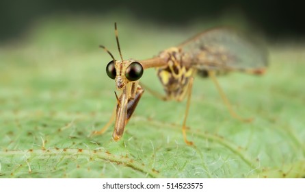 132 Mantis lacewing Images, Stock Photos & Vectors | Shutterstock