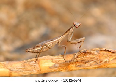 Mantis Mantodea Insecta Stock Photo 1021266244 | Shutterstock