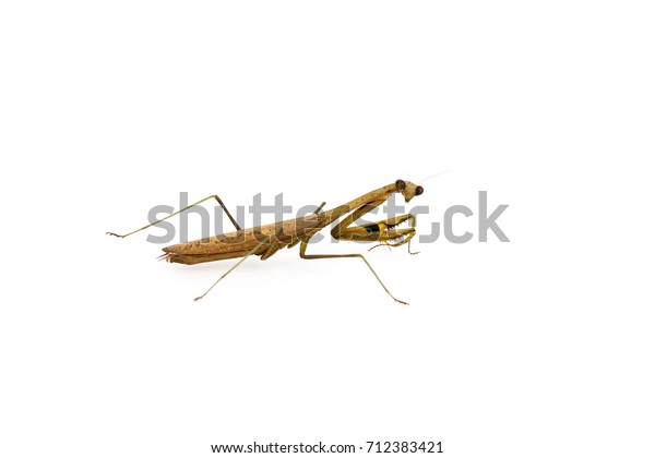 Mantodea On White Background Isolated Copy Stock Photo 712383421 ...